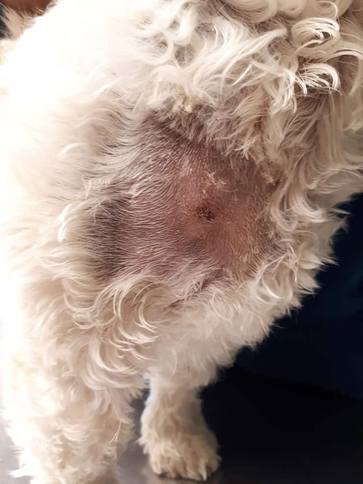 The Botfly – Kelowna Veterinary Hospital