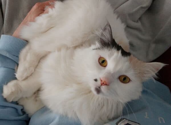 Why Catnip Makes Cats Go Crazy | Kelowna Veterinary Hospital